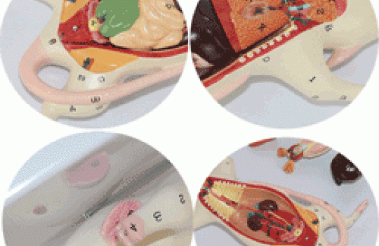 Mouse anatomical model with internal organs | Drupal